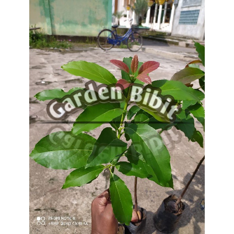 Jual bibit alpukat aligator alpukat jumbo | Shopee Indonesia