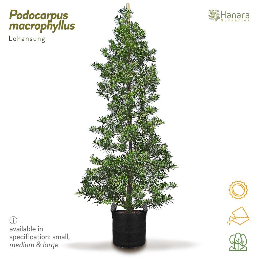 Jual Podocarpus macrophyllus - Lohansung - pohon instan/instant tree ...