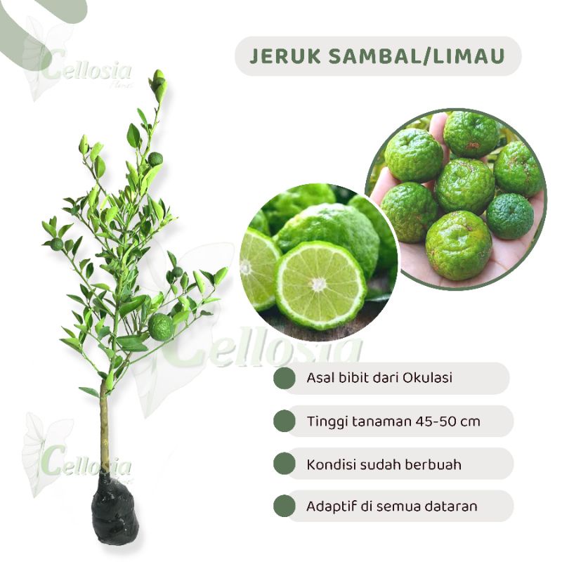 Jual Bibit Tanaman Buah Jeruk Sambal / Jeruk Limau Leemo (Sudah Berbuah ...