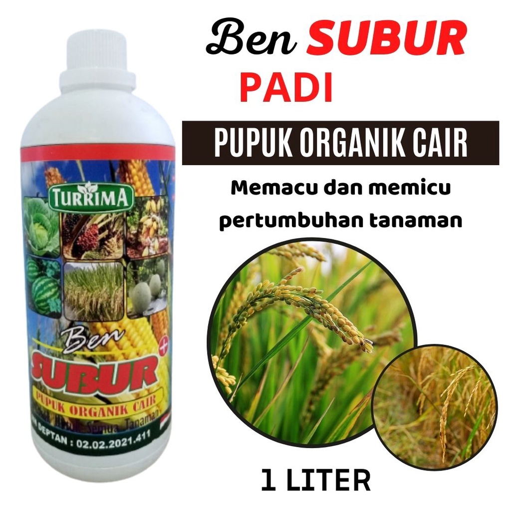 Jual Pupuk Padi Sawah Terbaik, Ben Subur Pupuk Pelebat Buah Padi Organik | Shopee Indonesia
