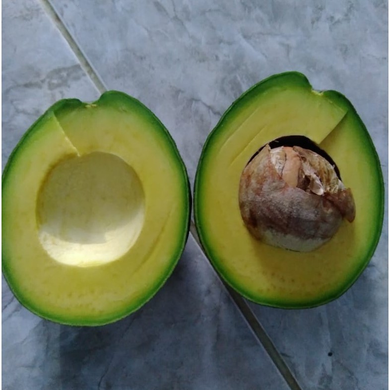 Jual Bibit Buah Alpukat Miki (Cipedak) bersertifikat | Shopee Indonesia