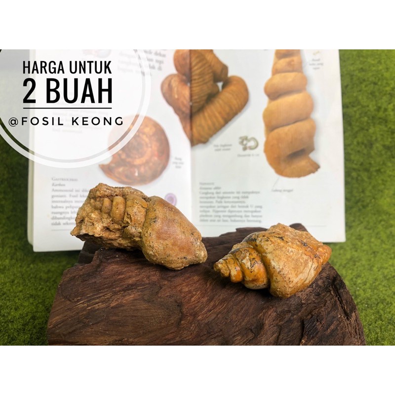 Jual Batu Fosil Keong Kol Buntat atau Fosil Kerang | Shopee Indonesia