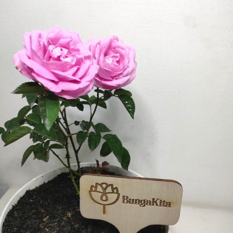 Jual Bunga Mawar Super Wangi | MAWAR DAMASCENA | Shopee Indonesia