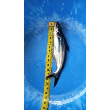 Jual bibit ikan patin size 11-12 cm patin konsumsi | Shopee Indonesia