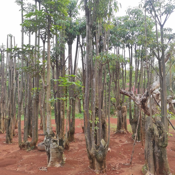 Jual Pohon Pule | Pohon Pulay | Promo Pohon Pule medium Size | Shopee ...