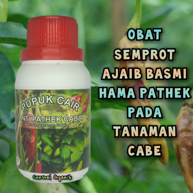 Jual Pupuk Fungsida Organik Anti Hama Pathek Obat Pathek Cabe Pupuk ...