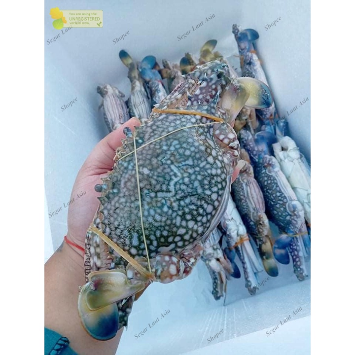 Jual Rajungan Segar Rajungan Fresh Kepiting Rajungan 1Kg | Shopee Indonesia