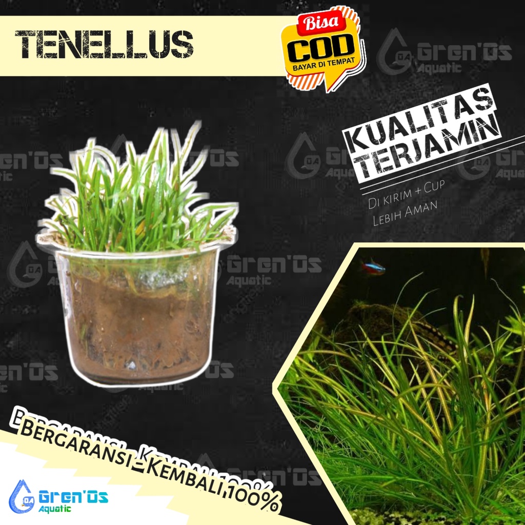 Jual Tanaman Karpet Carpet Tenellus Aquascape Aquarium Akuarium Low Co2 ...