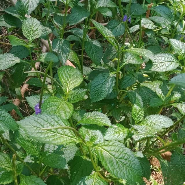 Jual Daun pecut kuda segar(250gram) | Shopee Indonesia