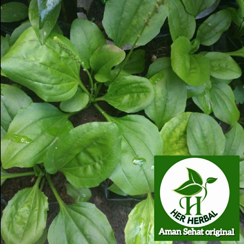 Jual herbal daun sendok atau tepung otot segar fresh petik | Shopee ...