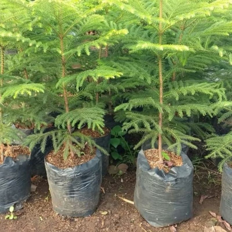 Jual Pohon Cemara Norfolk - Tanaman Hias Pohon Cemara Norfolk/Cemara Morfok | Shopee Indonesia