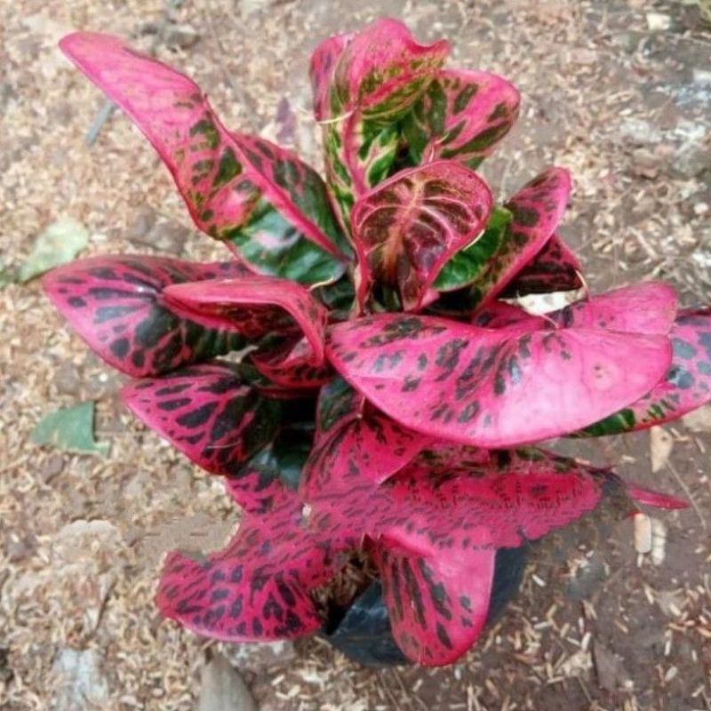 Jual tanaman hias puring kerupuk croton/tanaman puring | Shopee Indonesia