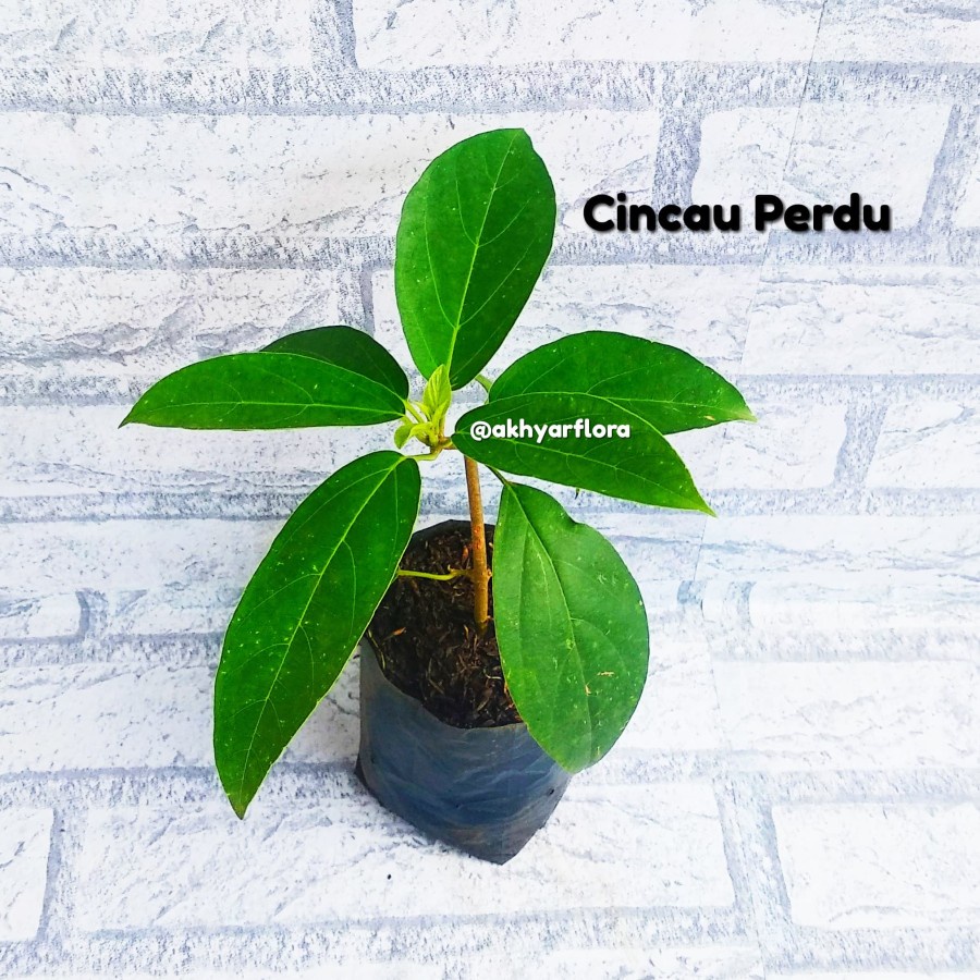 Jual Bibit Tanaman Cincau Perdu (Cyclea Barbata)Tanaman Herbal Daun ...