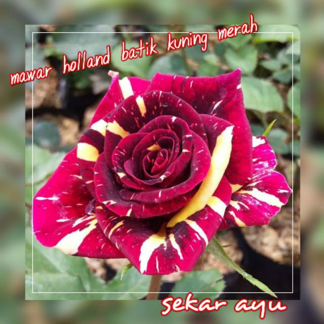 Jual Bunga Mawar Holland Batik Merah Kuning. | Shopee Indonesia