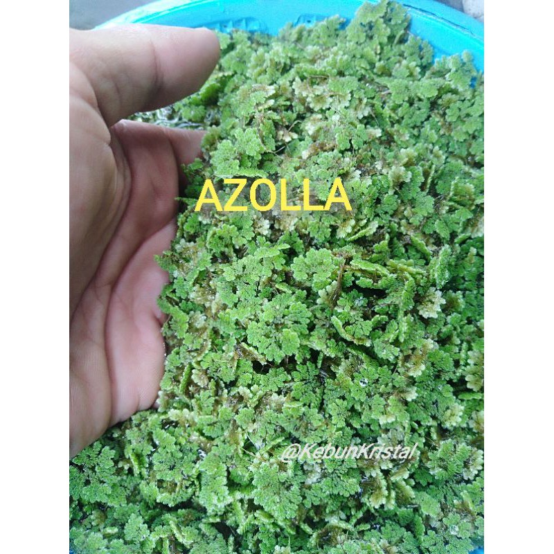Jual Azolla Bibit Azolla Alternatif Untuk Pakan Ikan Ternak Dll ...