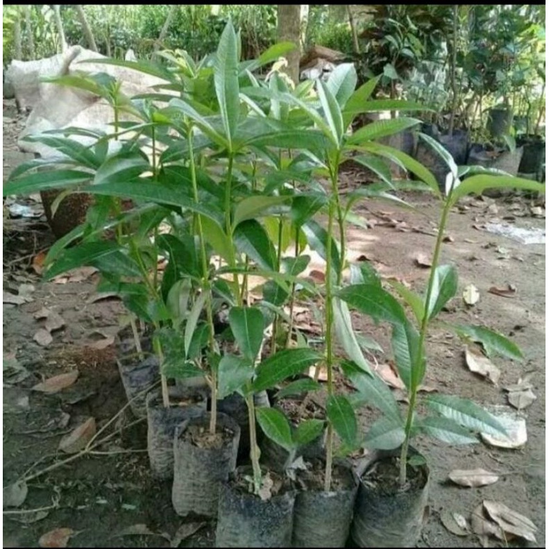Jual Bibit Pohon Pule/Benih Pohon Pulai Siap Tanam | Shopee Indonesia