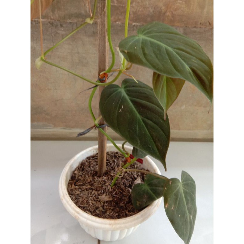 Jual TANAMAN RAMBAT UNIK DAN CANTIK philo mican | Shopee Indonesia