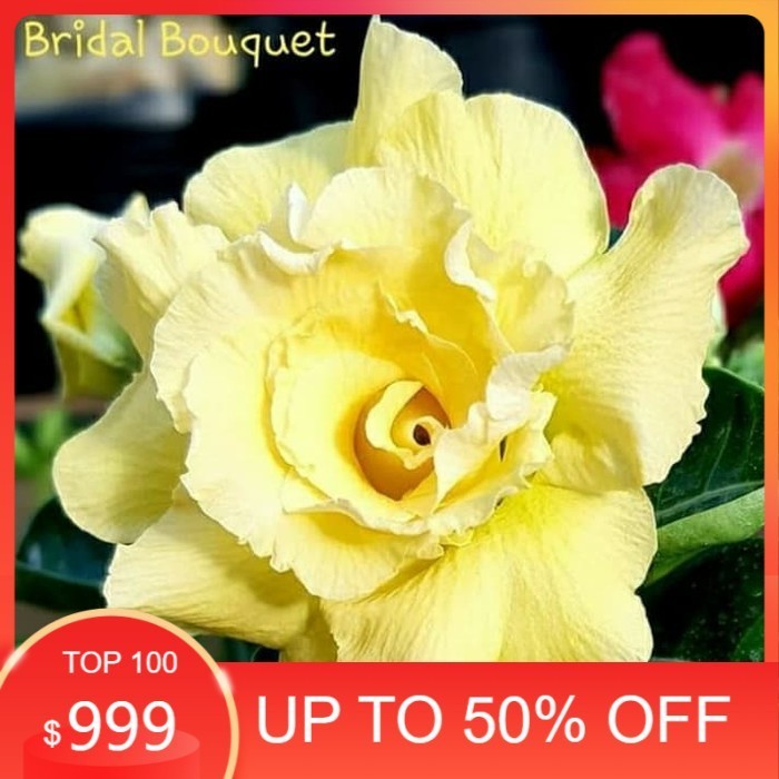 Jual Tanaman Hias / Bibit Bunga Adenium Kamboja Bridal Bouquet | Shopee ...