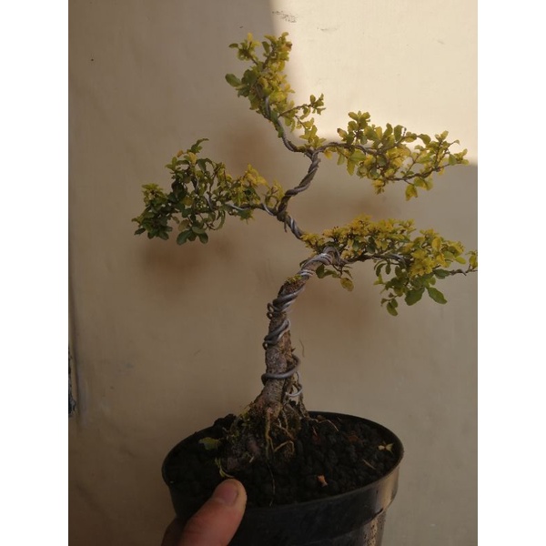 Jual bonsai mame legistrum golden ki hujan | Shopee Indonesia