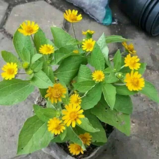 Jual Tanaman hias bunga matahari mini - kolget | Shopee Indonesia