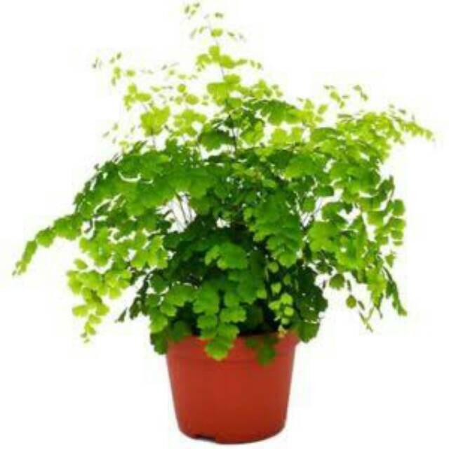 Jual Pohon suplir gunung, paku suplir daun kecil | Shopee Indonesia