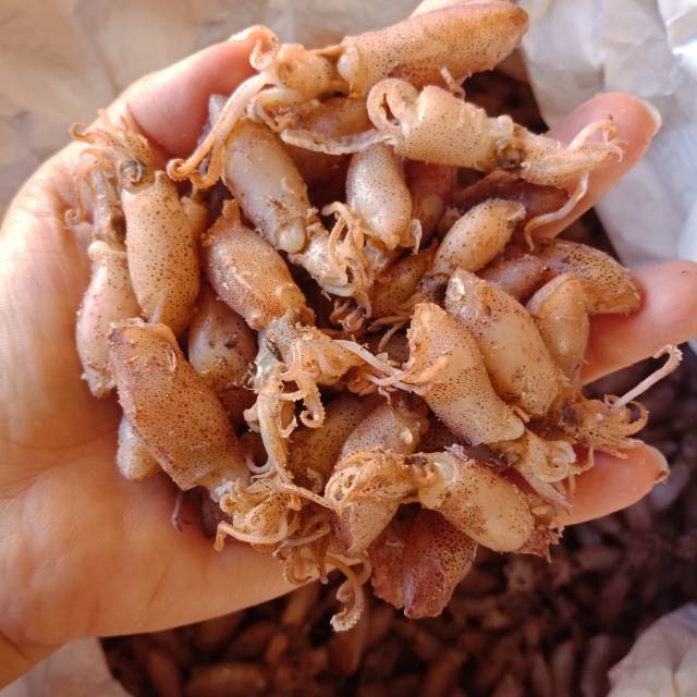 Jual BABY CUMI ASIN UKURAN 3 - 4 CM UTK 1 KG | Shopee Indonesia