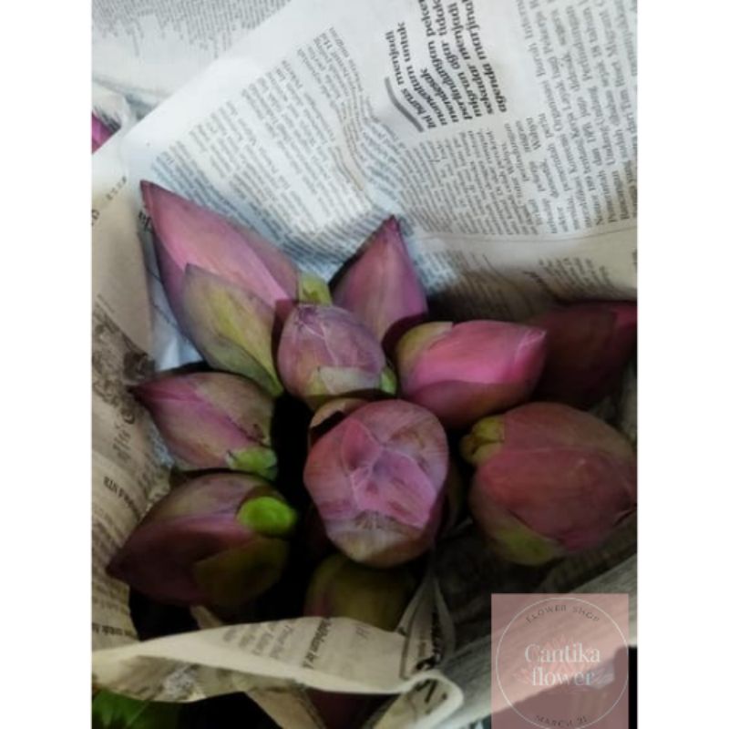 Jual bunga teratai asli fresh cantik per 10 tangkai | Shopee Indonesia