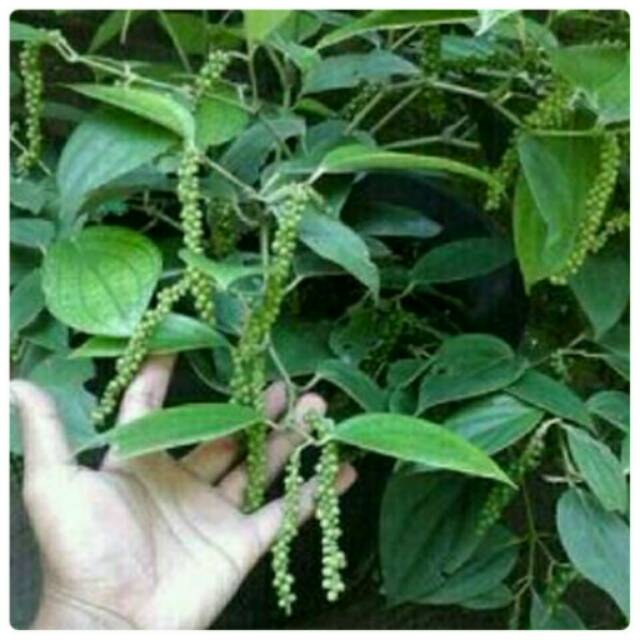 Jual Bibit lada perdu paket 10 batang | Shopee Indonesia