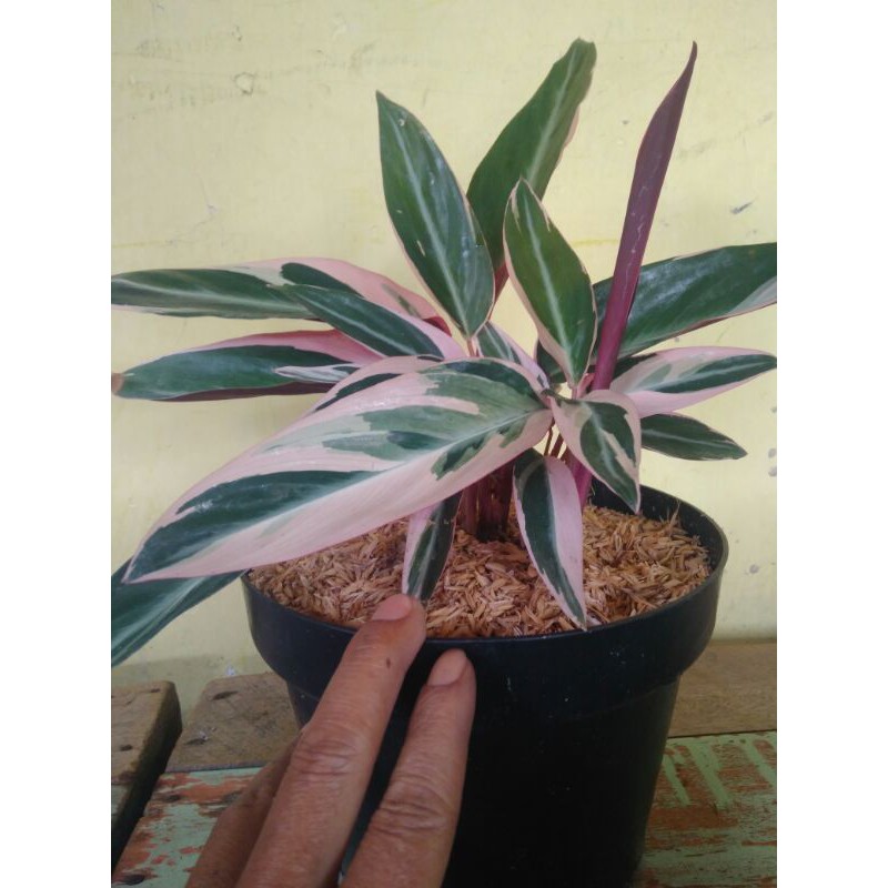 Jual CATHALEA MERAH PUTIH | Shopee Indonesia