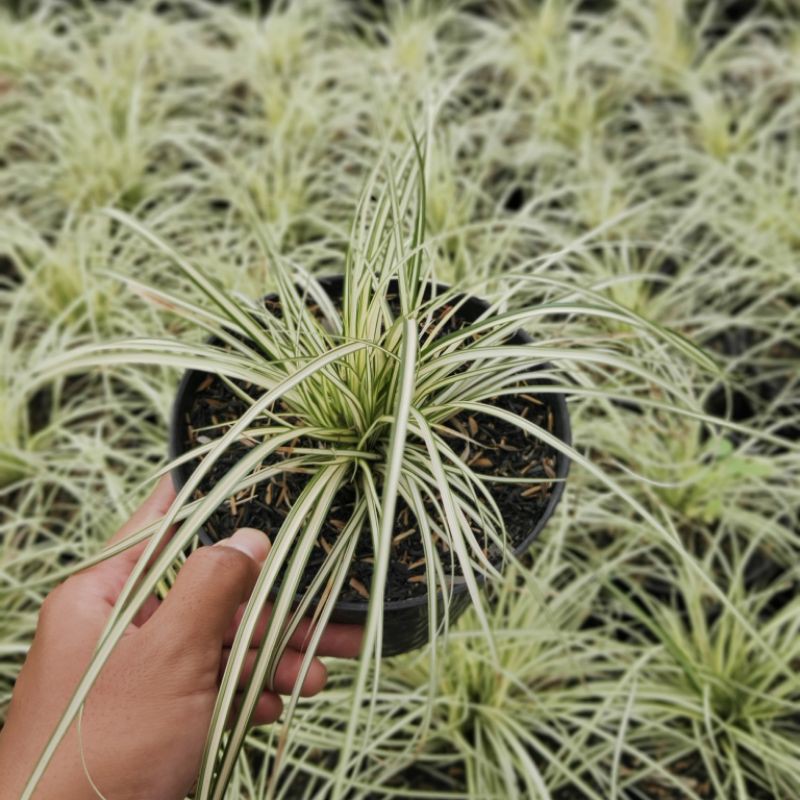 Jual Tanaman Hias Daun Rumput Putih | Shopee Indonesia