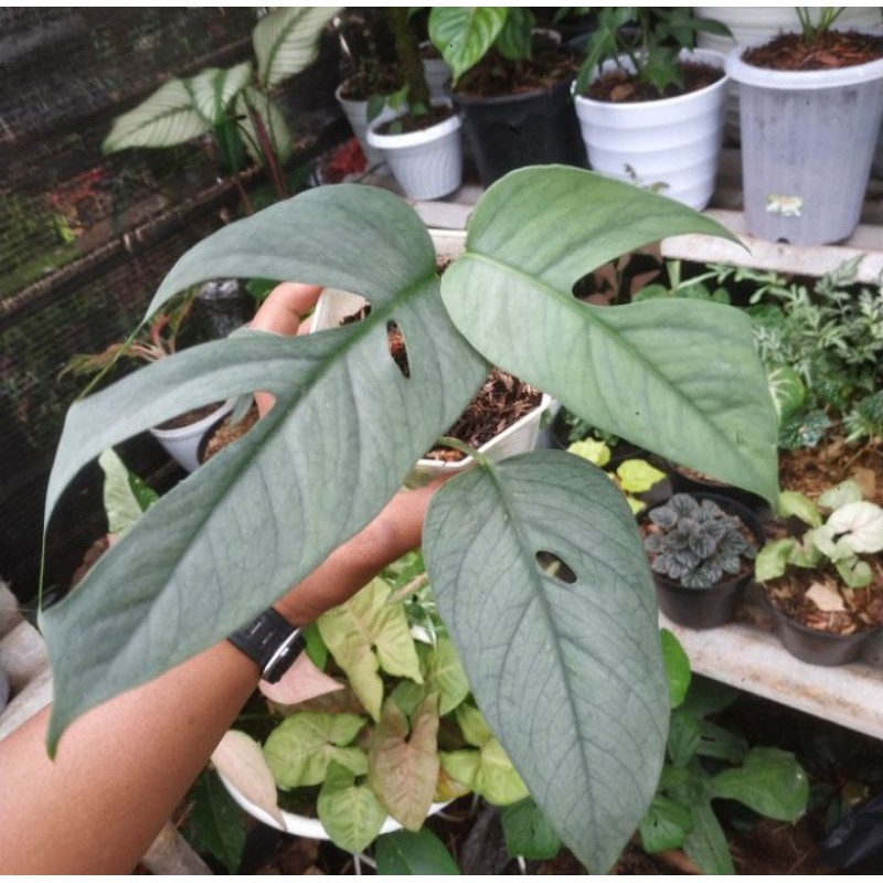 Jual philodendron epiprenum Cebu blue f1 asli | Shopee Indonesia