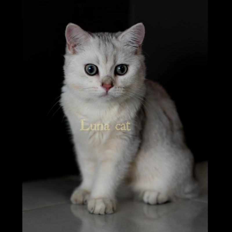 Jual kucing british shorthair (BSH) | Shopee Indonesia