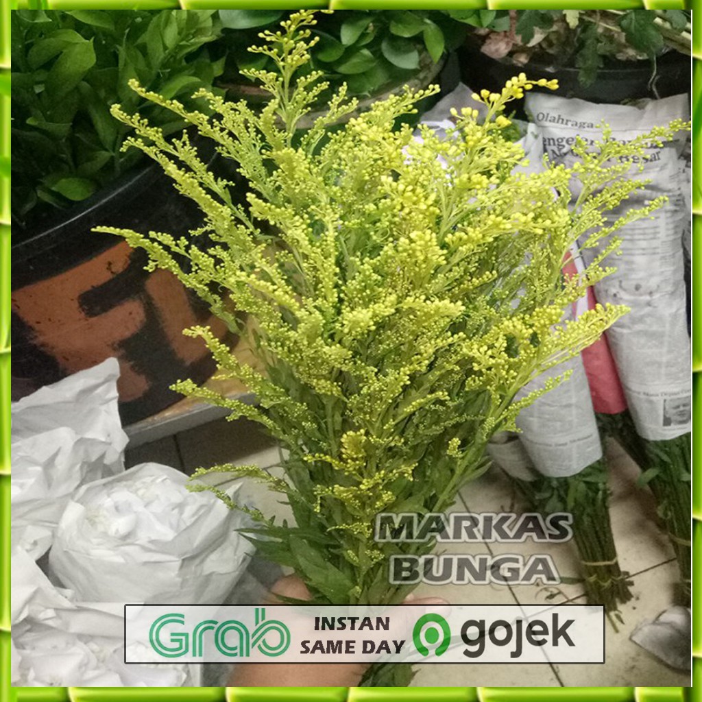 Jual Bunga Solidago asli fresh 10 tangkai | Shopee Indonesia