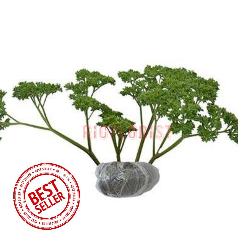 Jual Tanaman Herbal Peterseli/Parsely/Tanaman Toga/Tanaman Bumbu Dapur ...