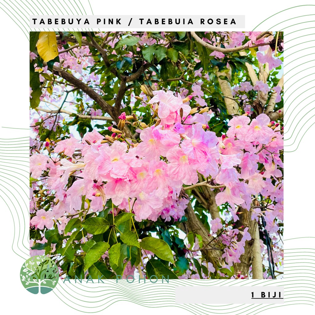 Jual Benih Bibit Biji - Pohon Bunga Tabebuya Merah Muda Tabebuia rosea ...