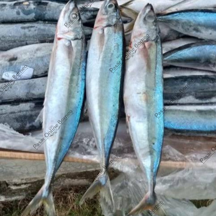 Jual Ikan Segar Pindang Layang Lajang 500 Gram | Shopee Indonesia