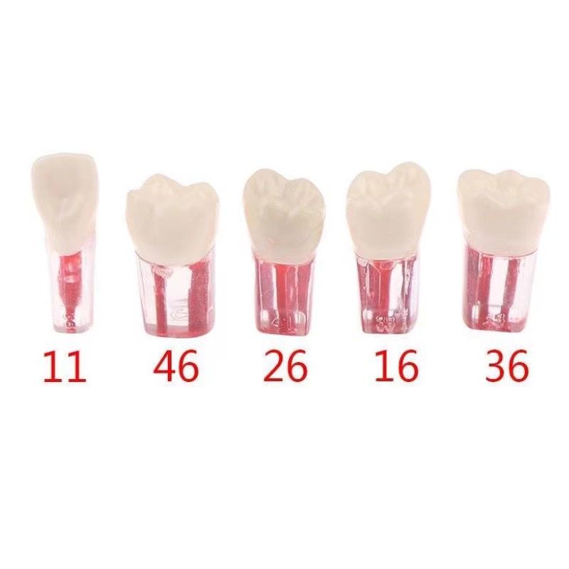 Jual Model gigi endodontik artifisial / endodontic model tooth nissin ...