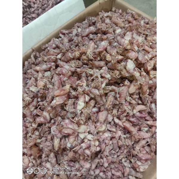 Jual Baby cumi 4cm 5kg | Shopee Indonesia