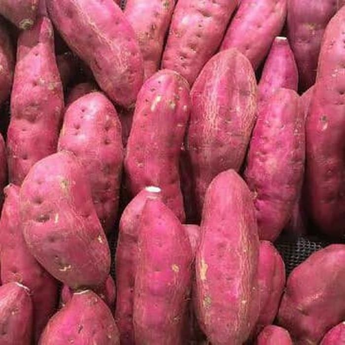 Jual ubi merah 500 gram - 1000 gram | Shopee Indonesia