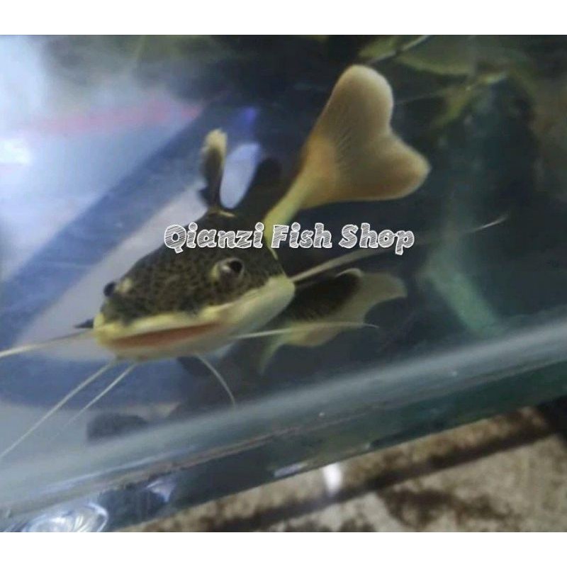 Jual Ikan RTC Red Tail Catfish ukuran 14-15 cm | Shopee Indonesia