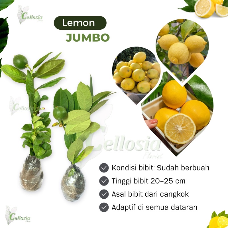 Jual Bibit Tanaman Buah Jeruk Lemon Jumbo (Sudah Berbunga/Berbuah ...