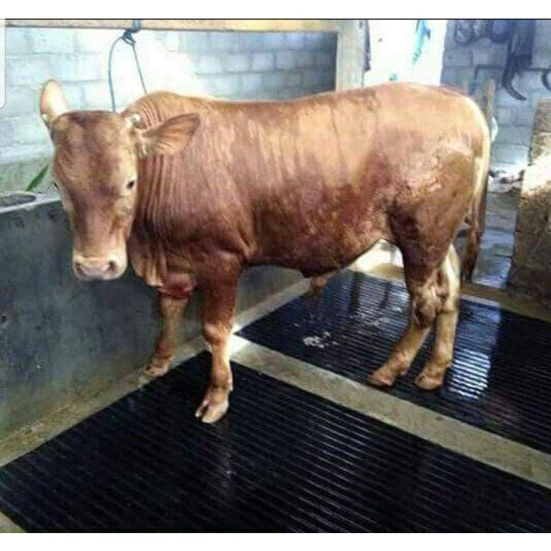 Jual Karpet Alas Ternak Sapi 122x183cm 12mm | Shopee Indonesia