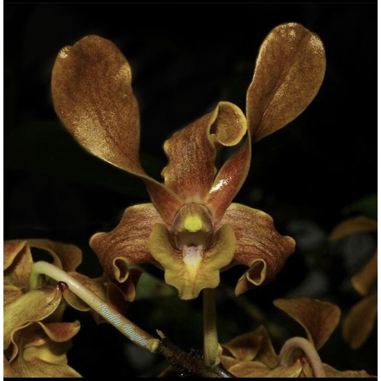 Jual Seedling Dendrobium Helix Pomeo Brown | Bibit dendro | Bibit ...