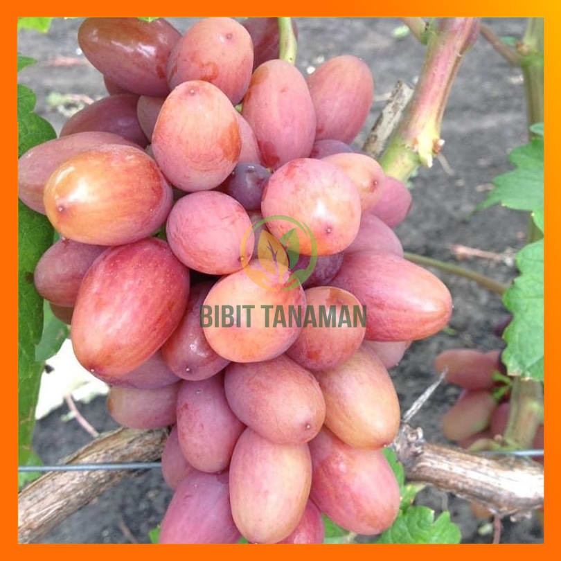 Jual BIBIT ANGGUR IMPORT BOGEMA HASIL GRAFTING | Shopee Indonesia