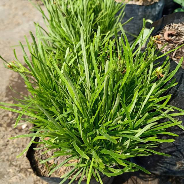 Jual Krokot Jarum (hijau) | Shopee Indonesia