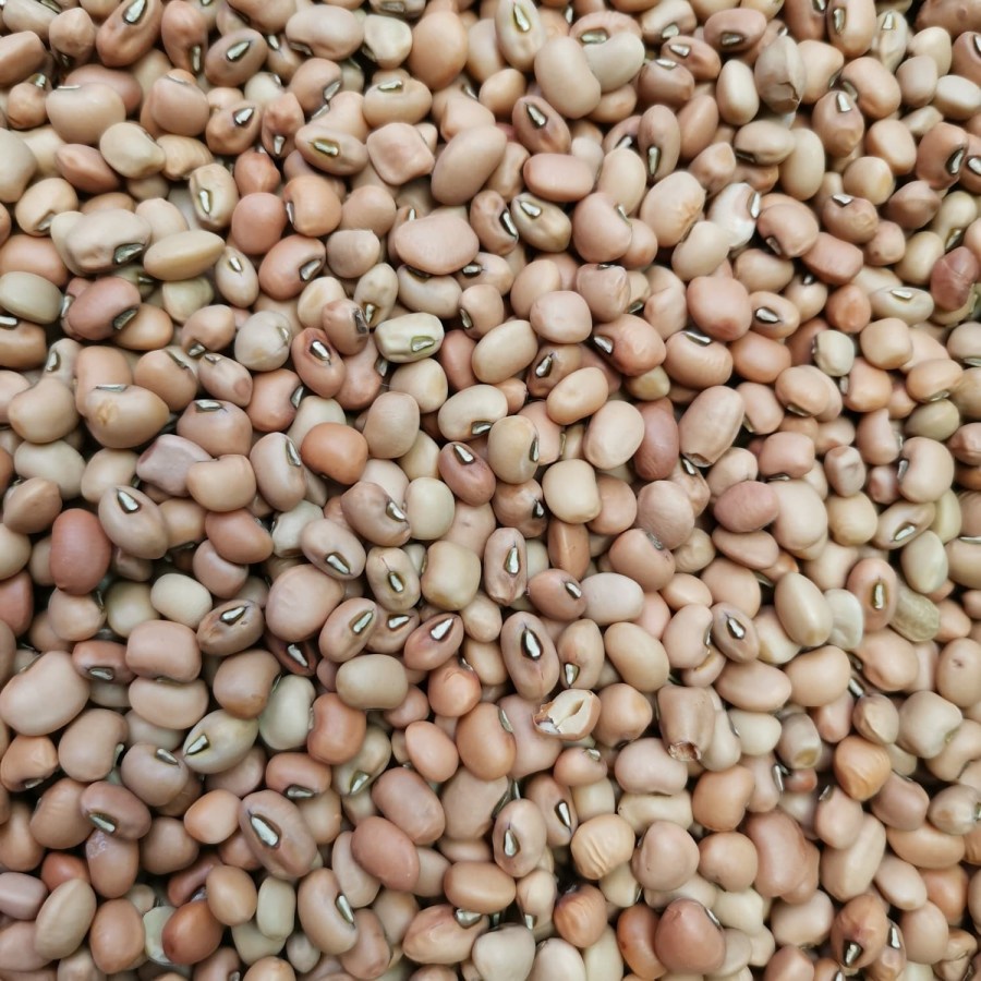 Jual Kacang Tolo / Tunggak / Brown Eye Bean / Eyed Cowpea | Shopee ...
