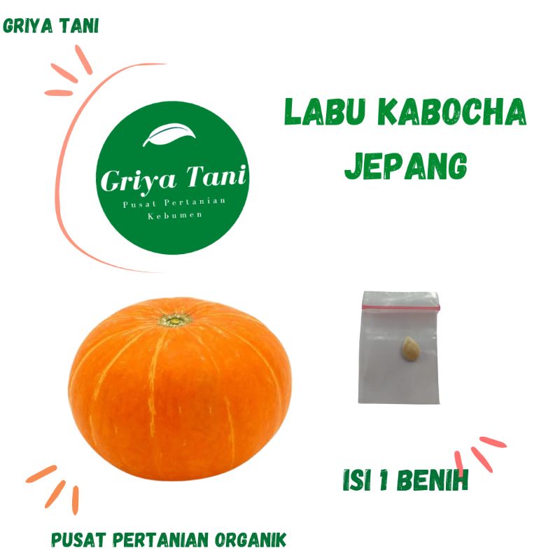 Jual Benih - Bibit Buah 1 Seed LABU JEPANG KABOCHA F1 Bintang Asia ...