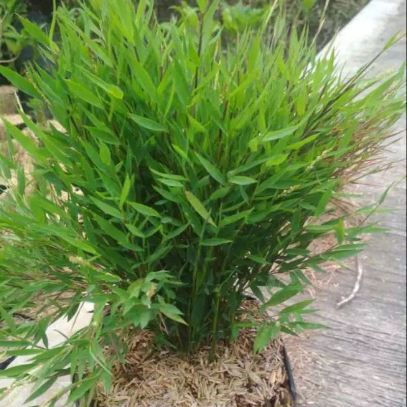 Jual Tanaman Hias Bambu Mini Micro | Shopee Indonesia