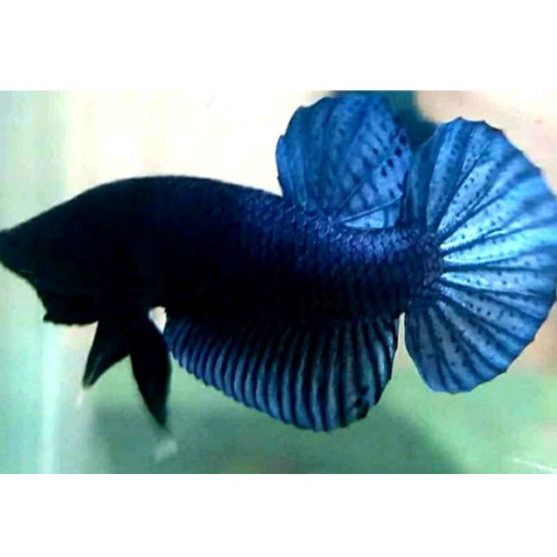 Jual cupang Bagan cupang aduan super galak | Shopee Indonesia