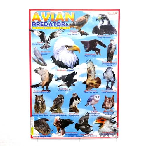 Jual POSTER EDUKASI ANAK JENIS- JENIS BURUNG PEMBURU | Shopee Indonesia